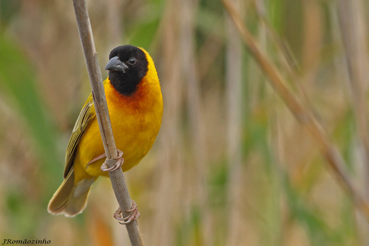 avescordeiro: teçelão de cabeça preta